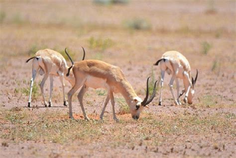 مرصد بيئي يحدد أبرز الحيوانات المهددة بالانقراض في العراق