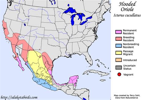 Hooded Oriole Range Map South Dakota Birds And Birding