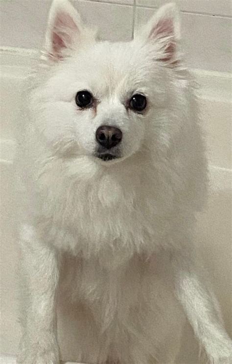 강아지 견종 종류 지식in