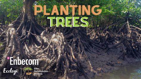 Planetary Care Our Tree Planting And More Enbecom Blog