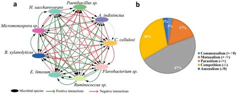 Metabolic Interaction Patterns In The Synthetic Microbial Community