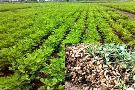 Groundnut Cultivation Subsurface Drip Irrigation Cultivation Of