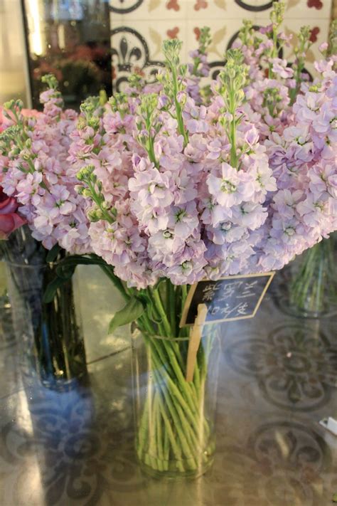 紫罗兰鲜花花语及图片 勿忘我鲜花图片花语 大山谷图库