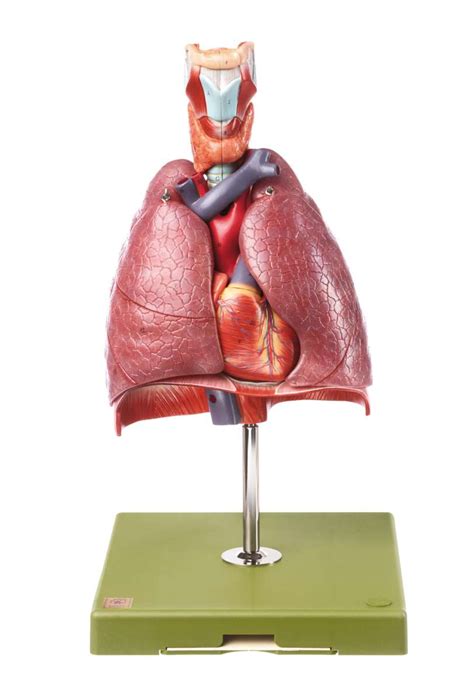 Model Of The Thorax Trachea Lung Viscera Anatomical Somso® Models Cla® Coburger
