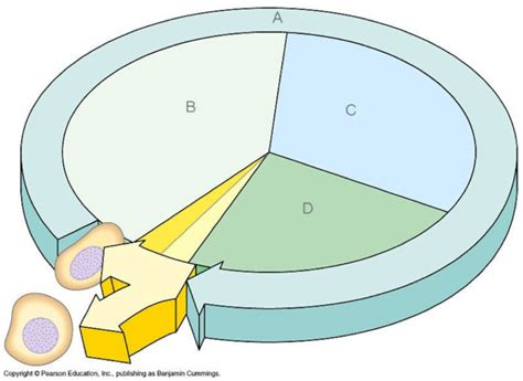 Final Flashcards Bio Final Review 2017 18 Genetics Protein Synthesis Cell Division Review 1
