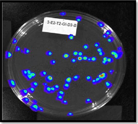 Bioluminescent E Coli Dh5α Pbs Slpgfpluxabcde Colonies Recovered From