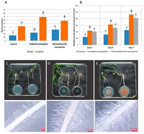Growth Promoting Effects Of Grass Root Derived Fungi Cadophora