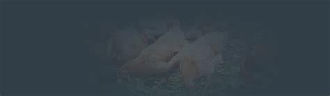 现代农牧业 全产业链追溯 养殖行业 畜牧行业二维码防伪追溯平台 蚂蚁智慧码 蚂蚁二维码 智慧云码平台 二维码防伪溯源