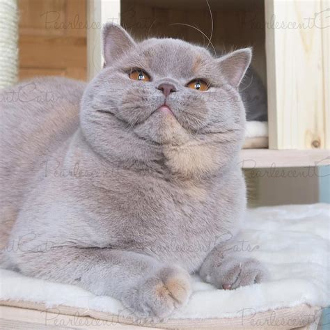 Fat Face Cat Breed At Fred Grant Blog
