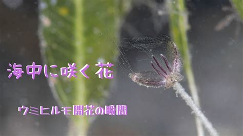海に咲く花ウミヒルモの開花 YouTube