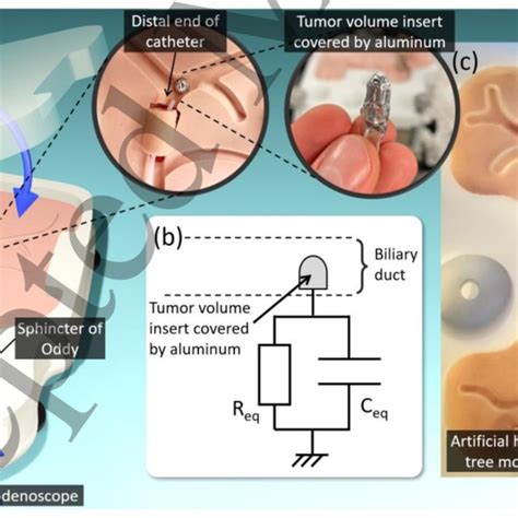 A Diagram Of The Ercp Trainer With Enlarged Photo Of The Distal End Download Scientific