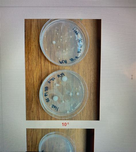 Solved Worksheet Plate Cfu On Plate Type Of Organism