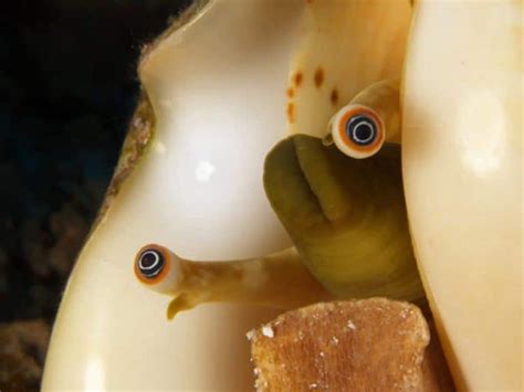 Fighting Conch Snail Detailed Guide Care Diet And Breeding Shrimp And Snail Breeder