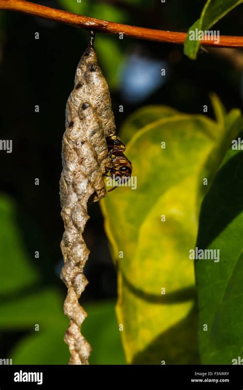 Wasp Builds A Nest Stock Photo Alamy