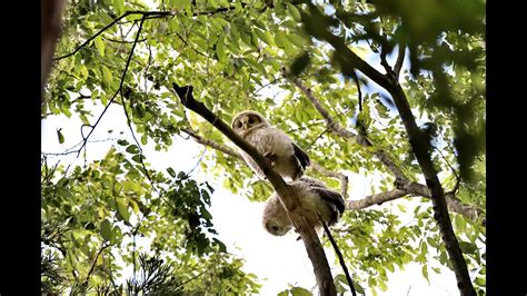 梁川八幡神社 フクロウのヒナ2023 ⑦2羽が並んだ YouTube