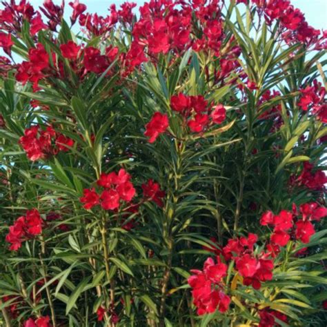 Red Oleander Tree Beautify