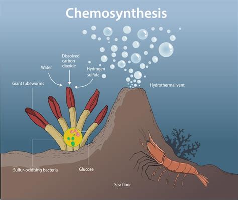 Chemosynthesis Cycle