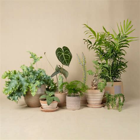 Conservatory Archives