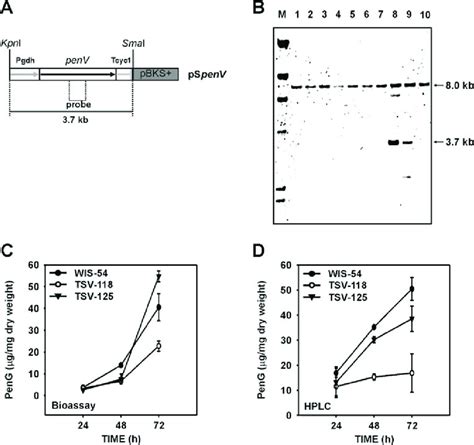 Overexpression Of The Penv Gene In P Chrysogenum Wisconsin 54 1255