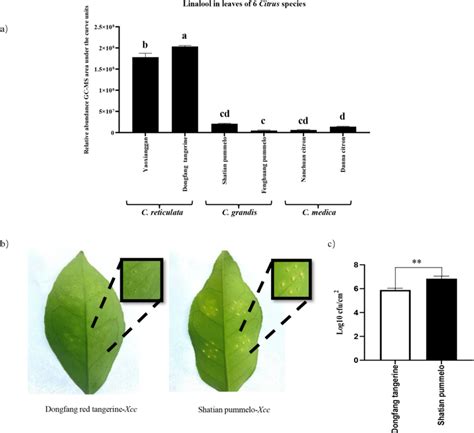 Variation In Transcript Levels Of Linalool Synthase Genes And In Coding