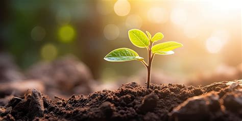 Premium Photo Climate Change New Tree Seedling Symbol Of Hope Sustainability And A Greener