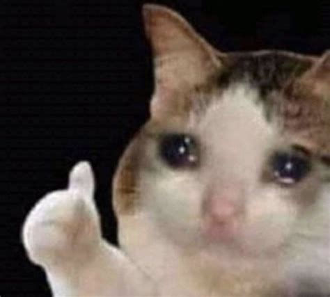 Memes De Gato Triste 100 Adesivos De Meme De Gato Adesivos