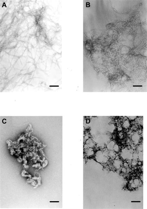 The Studied Peptides A Amino Acid Sequence Of Human Calcitonin