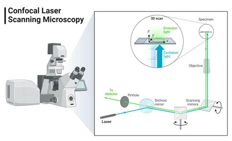 Fluorescence Microscope Principle Parts Uses Examples