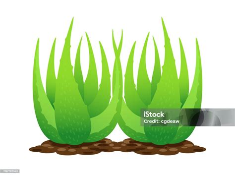 흰색 배경 위에 고립 된 토양에 알로에 베라 식물 알로에 베라 잎의 클립 아트 성분 화장품 크림 제품에 대한 알로에 베라 알로에 베라 농장농장의 그림 사실적인 클립 아트 0