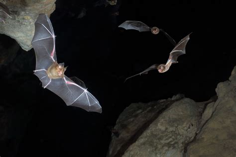 What Is Echolocation Definition And Examples