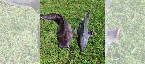 Сом африканский царская рыба купить в Ступино Товары для дома и дачи Авито