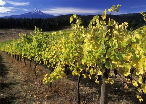 Drink Visit Hood River