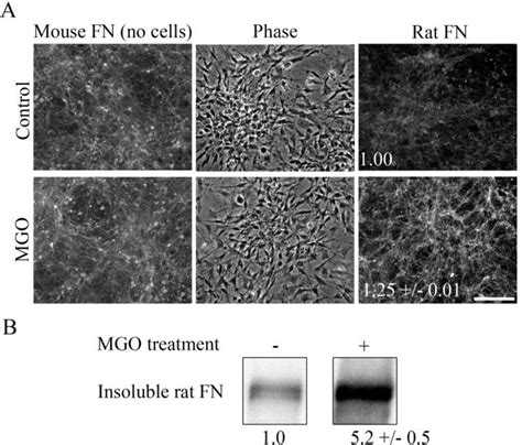 Stimulatory Effects Of Advanced Glycation Endproducts Ages On Fibronectin Matrix Assembly Pmc