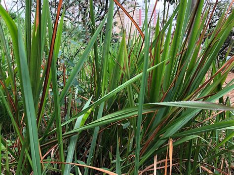 20 Capim Sapé Cerrado Infinito