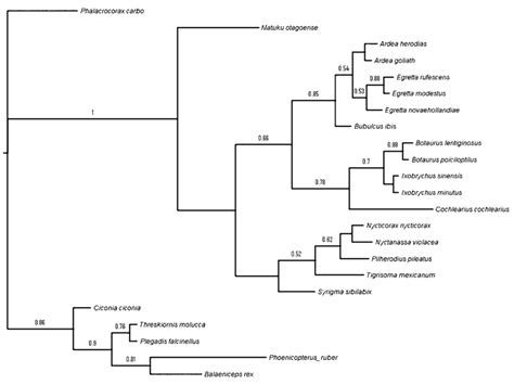 A Bayesian Consensus Tree Derived From Trees Sampled Run Mean Download Scientific