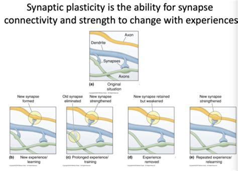 Psyc 211 Learning And Memory Part 1 Flashcards Quizlet