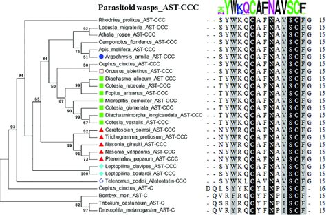 Phylogenetic Tree Of Ast Cast Ccc Precursors And Alignment Analysis Of