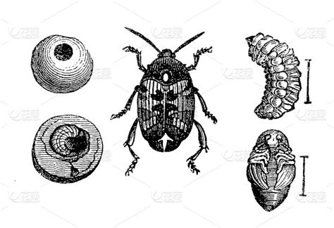 石竹素材 花瓣网