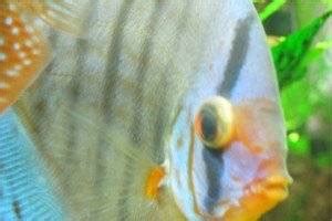Pop Eye The Swelling And Bulging Of Discus Eyes