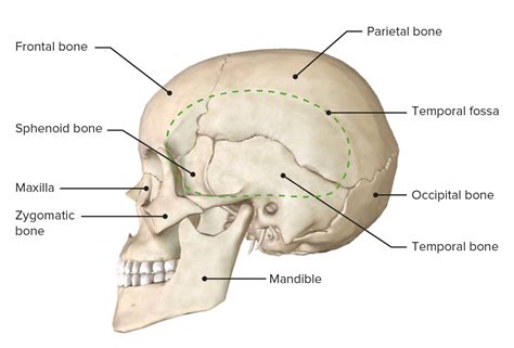 Mandibular Fossa Of Temporal Bone
