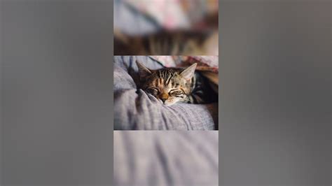 Kittycute Shorts Youtube