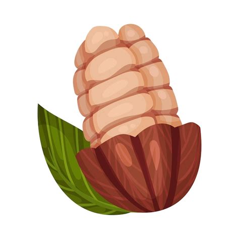 Premium Vector Shelled Cocoa Pod With Beans Inside Realistic Vector Illustration