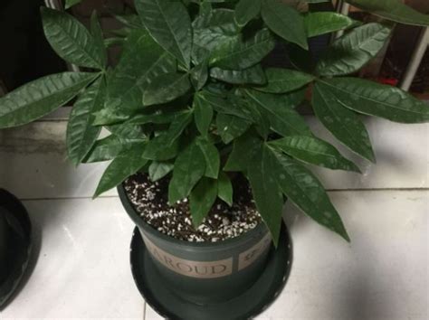 发财树的养殖方法和注意事项 发财树养护技术与管理 栽培防治 绿植迷