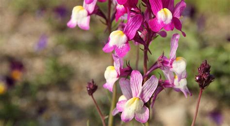 next js で linaria を動かすために知っておくと良いこと