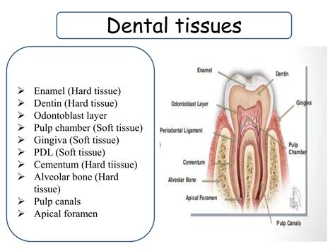 Dental Tooth Nomenclature PPTX