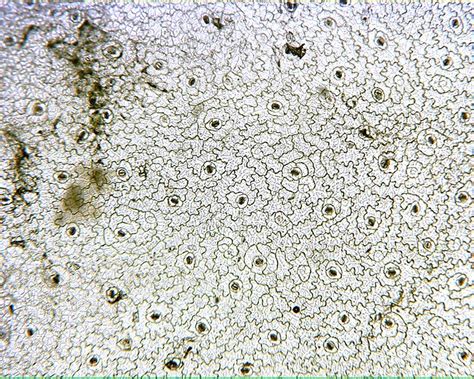 Leaf Epidermis 40x General Biology Lab Loyola University Chicago