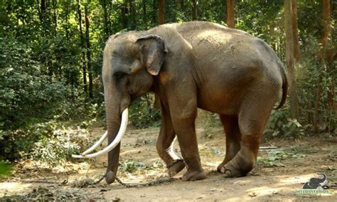 Trunk Tales Our Mud Loving Majesty Ramu Wildlife Sos