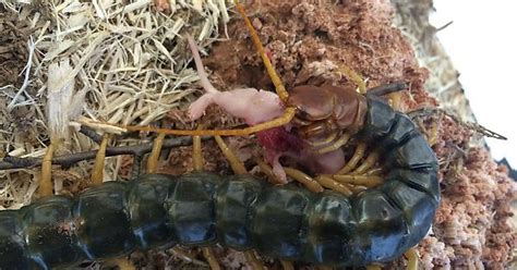 Centipede Feeding On A Mouse Imgur