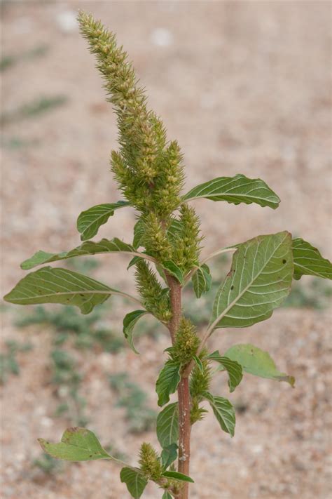 Amaranthus Retroflexus