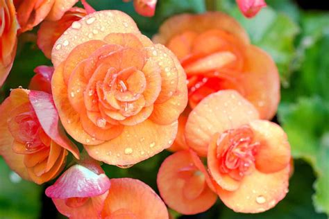 How To Grow And Care For Tuberous Begonias Gardeners Path